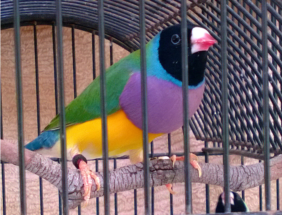 Gouldian Finch mutations | Back, body & head colour genetics made simple