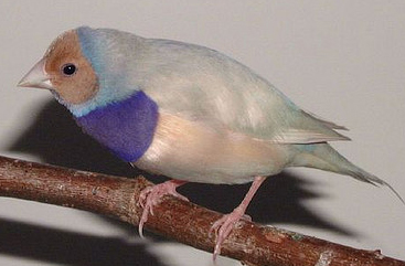 Gouldian Finch mutations | Back, body & head colour genetics made simple