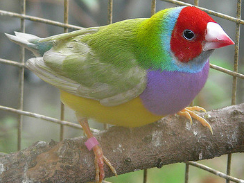 Gouldian Finch mutations | Back, body & head colour genetics made simple