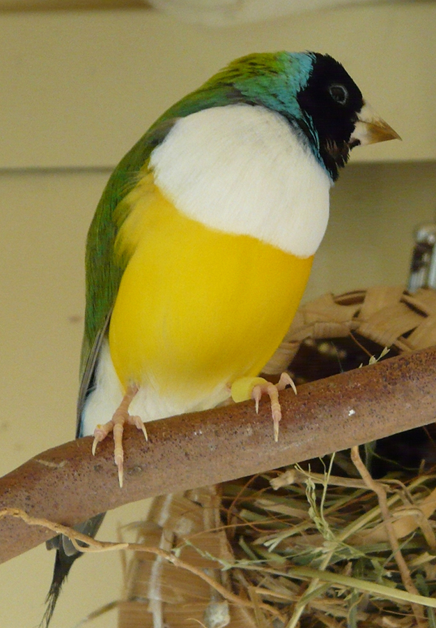 Gouldian Finch mutations | Back, body & head colour genetics made simple